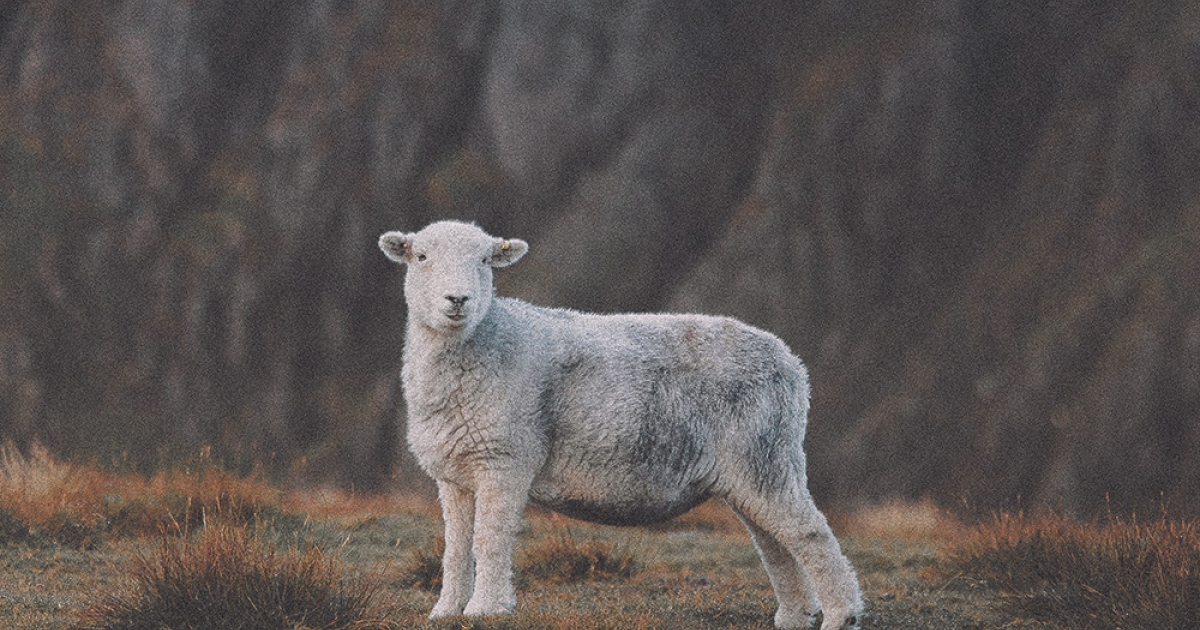 2026: The year we heal the divides | Diocese of Madison